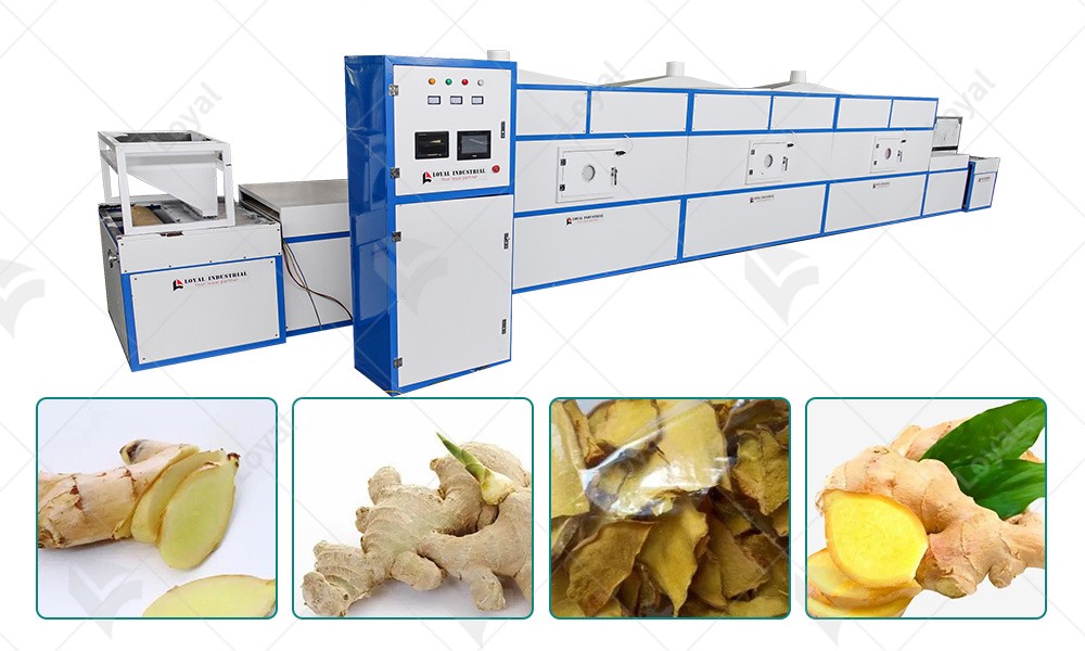 Ginger Drying Microwave Oven - Shandong Loyal Industrial Co.,Ltd.